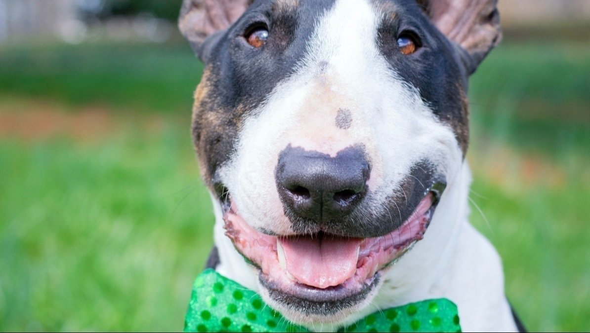 Petition · UK: Stop the Dog Discrimination Law - United Kingdom ...
