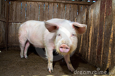 Petition · End the Greased Pig Chase - Lancaster, United States ...