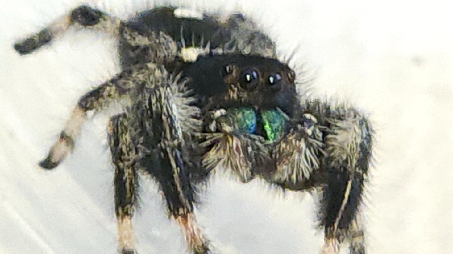 Petition · Protect our wild jumping spiders and save owners from being ...