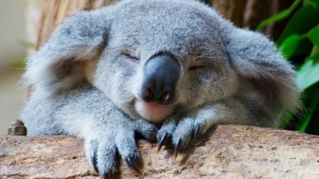 Petition · Help the Koala Population to get Back on its Feet ...