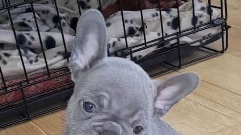 Petition · Name my friends dog Chungus - Australia · Change.org