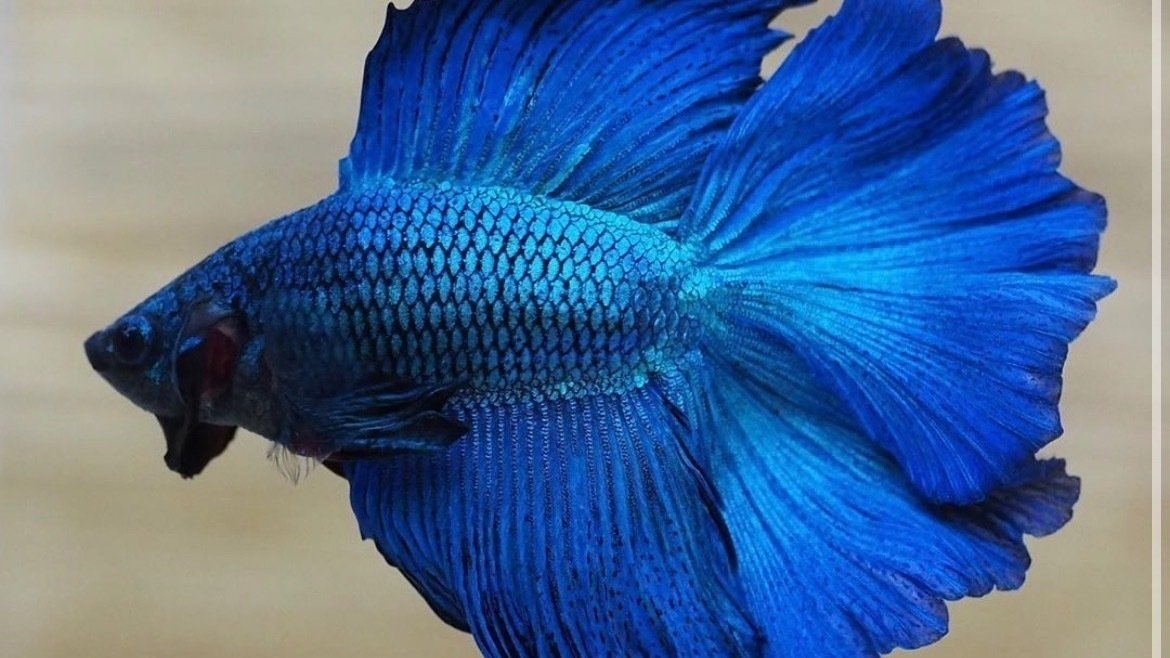 Petition · Olivia to get a fish · Change.org