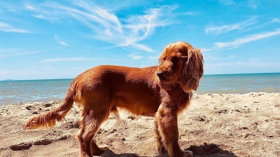 Petizione · Dog Beach LIBERA Comune San Vincenzo - San Vincenzo, Italia ...