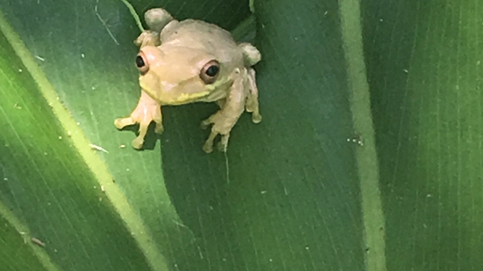 Petition · Educate tourists about Puerto Rico's unique ecology - United ...