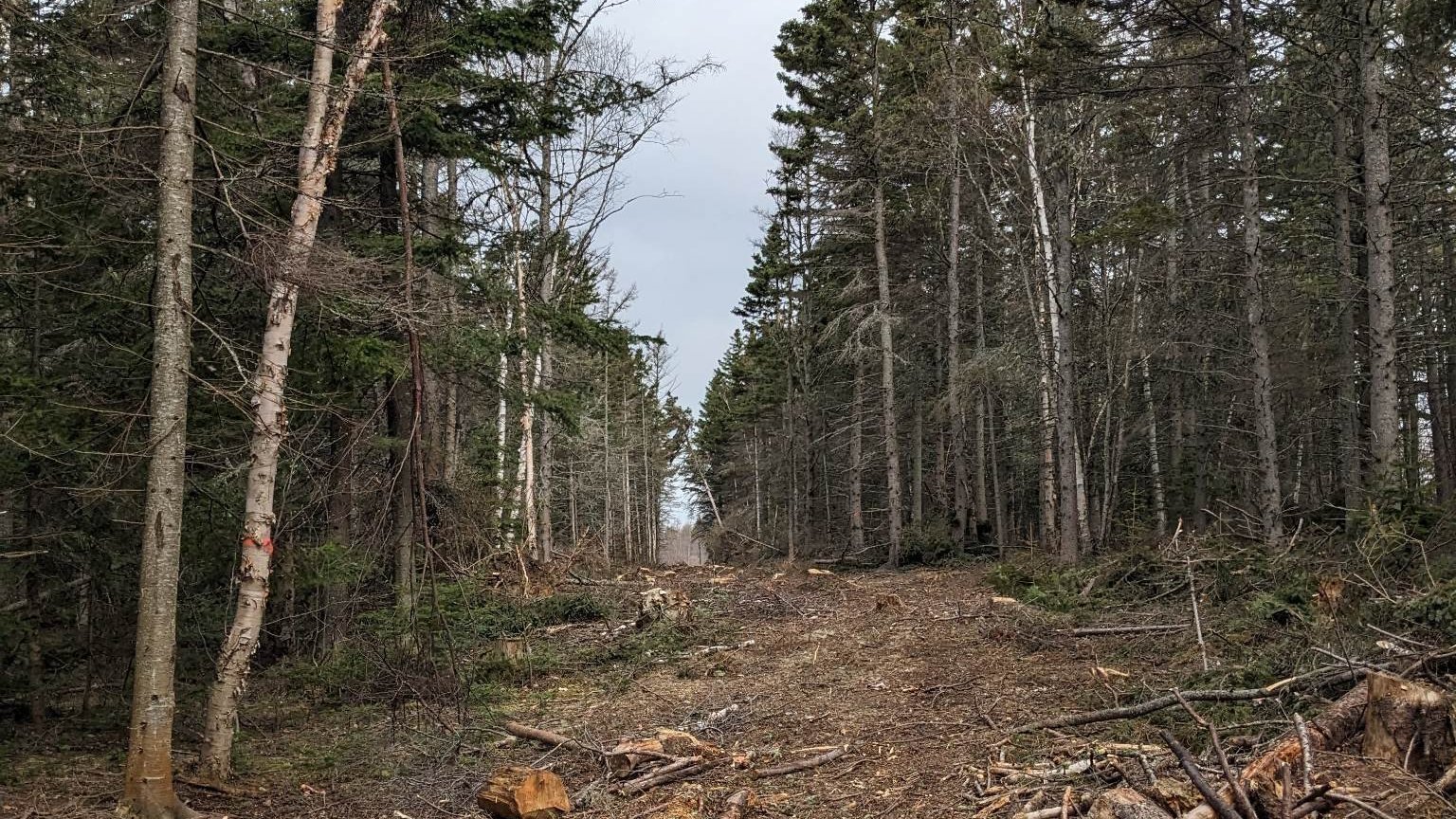 Pétition · Protégeons la forêt de Pointe-au-Père! - Canada · Change.org