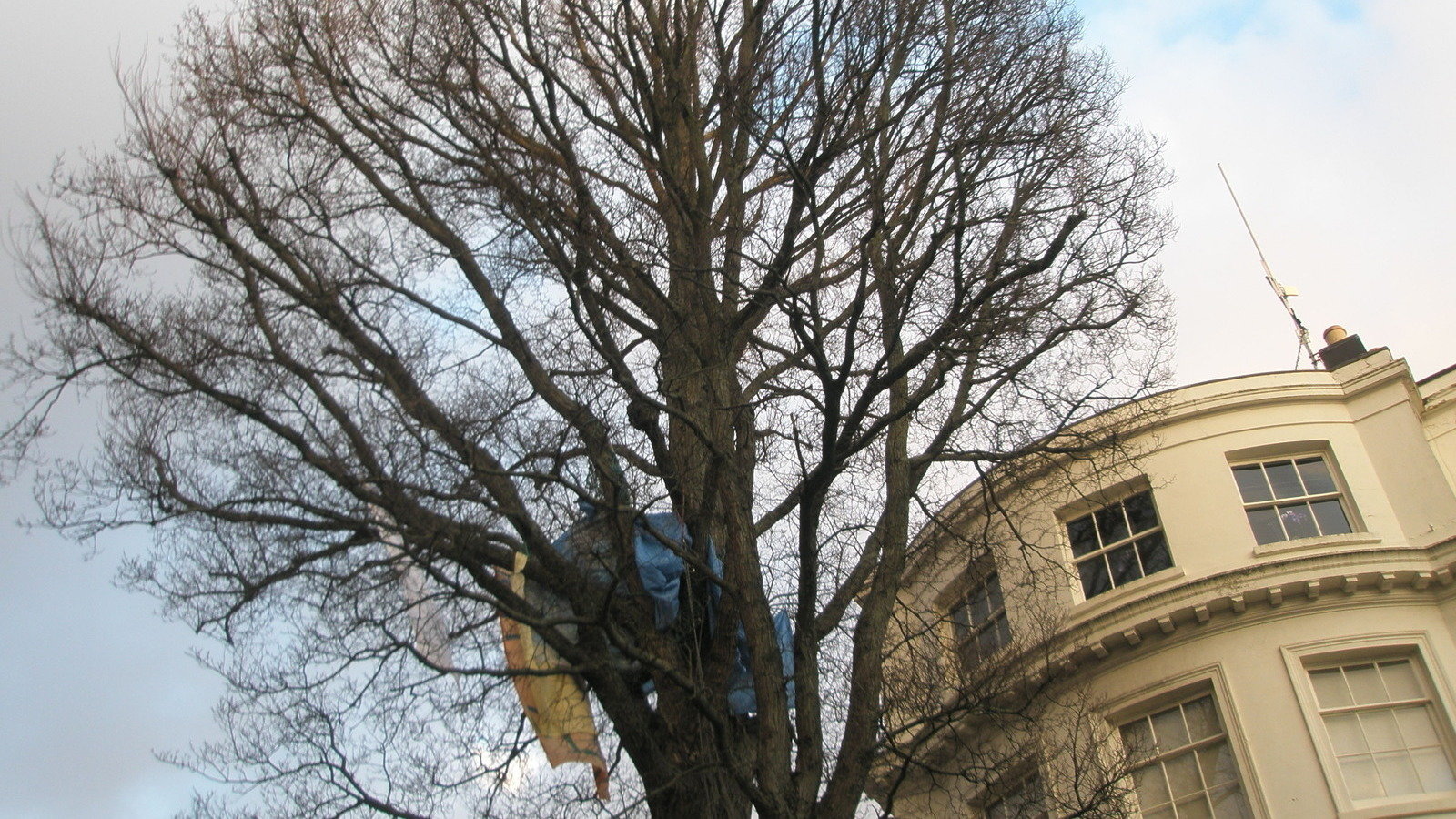 Petition · Save the 7 Dials Elm Tree - United Kingdom · Change.org