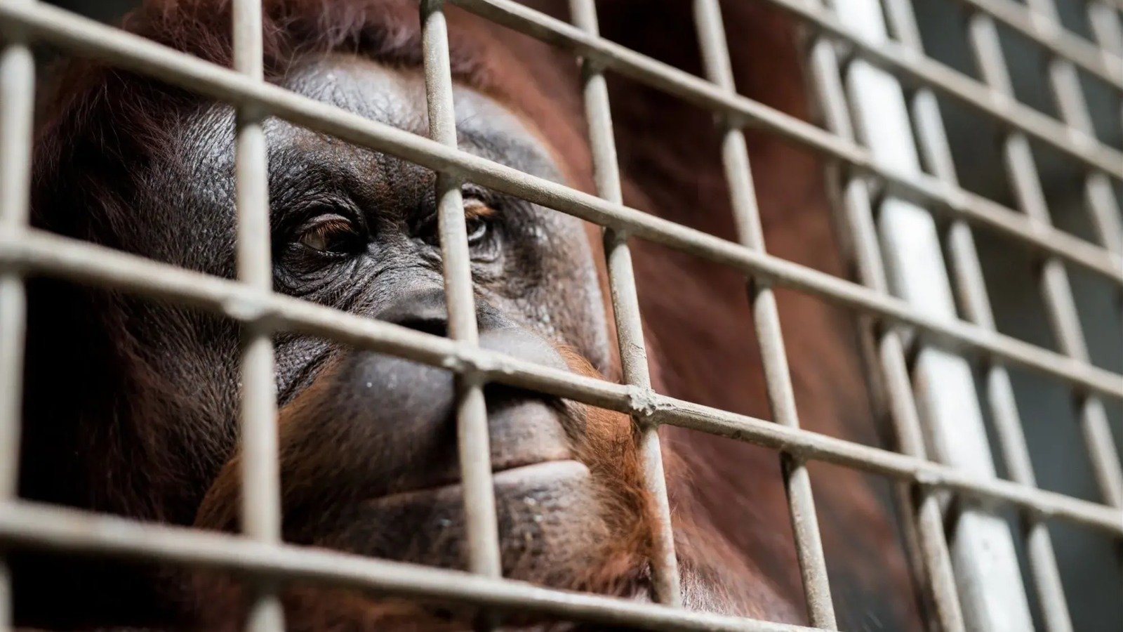 Petition · Stop Animal Cruelty - Philippines · Change.org