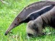 Petition · Anteater emoji - United States · Change.org