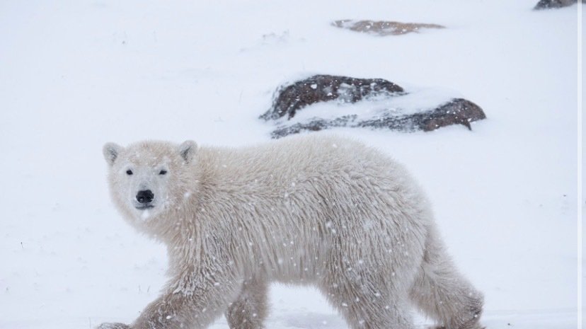 Petition · STOP THE WILLOW PROJECT - United States · Change.org