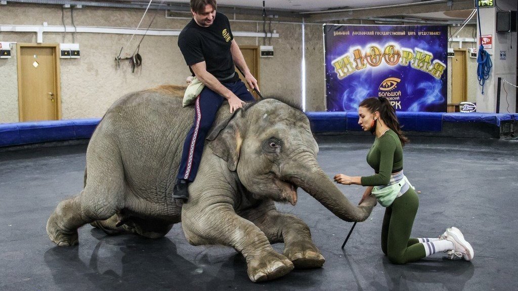 Petition · Rescue EKOL the 3 Year Old Elephant Calf From The Circus ...
