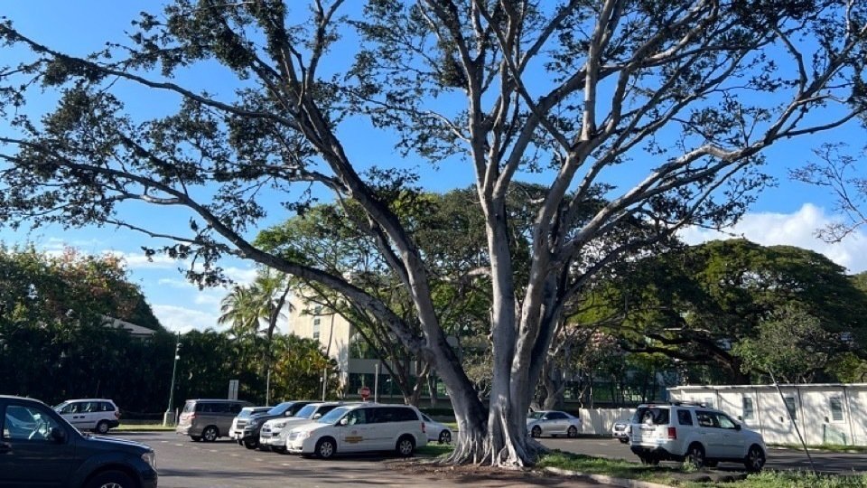 Petition · Save HDOH Kinau Hale Parking Lot Tree for Manu-o-Kū (White ...