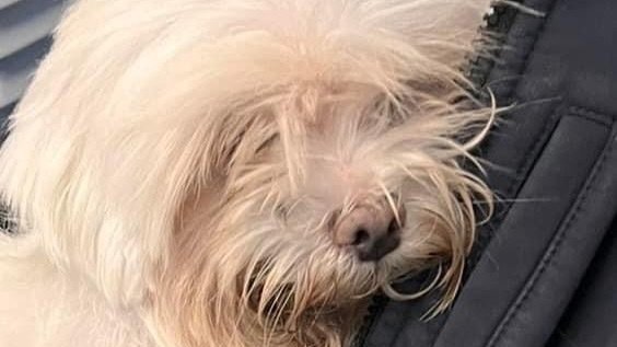 Petition · Justice For Puppy Doe - United States · Change.org