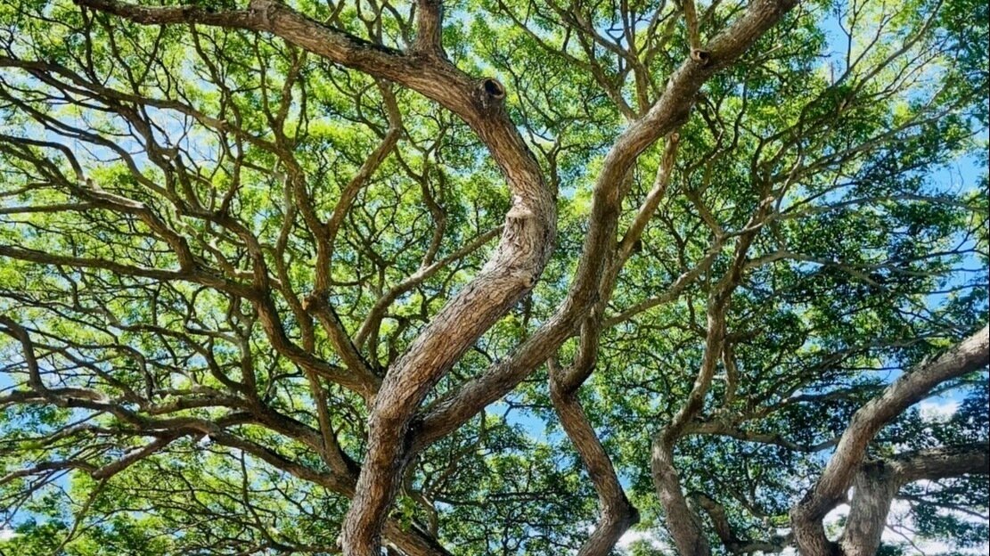 Petition · Save the Ikuwai Monkeypod Tree! - Haleiwa, United States ...