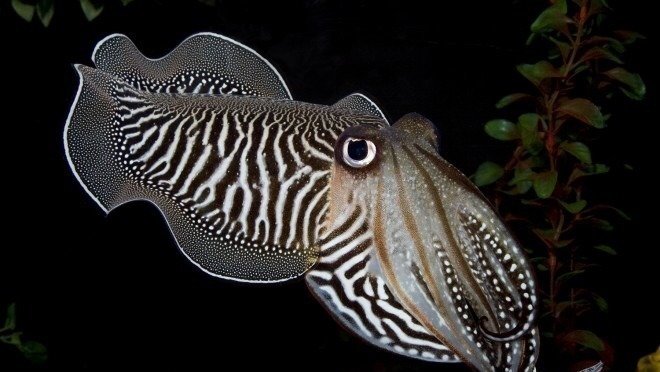 Petition · Keep the National Zoo's Invertebrate House Open! - United ...