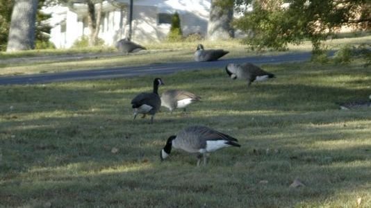 Petition · Save the Luther Lake Ducks and Geese! - United States ...