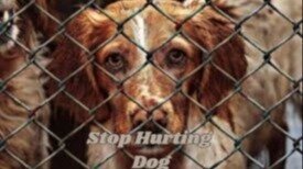 Petition · Stop killing askal in our Barangay - Cabucgayan, Philippines ...