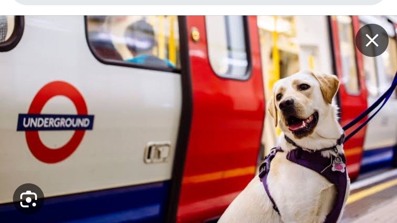 Petition · Permit Dogs on Transperth!! - Australia · Change.org
