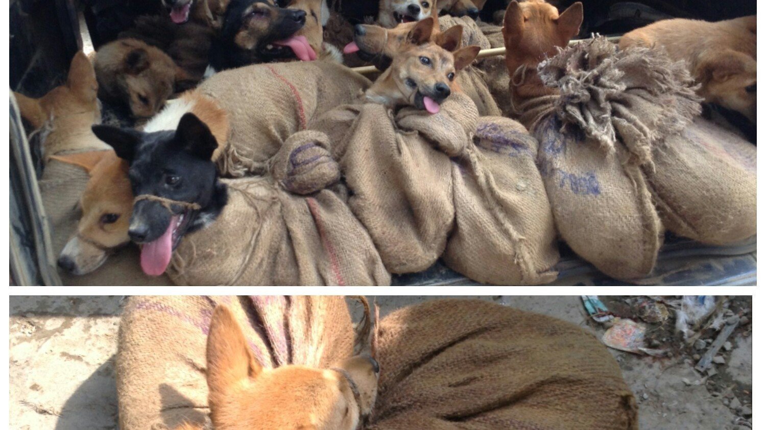 Petition · Animal Rights and protection - India · Change.org