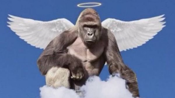 Petition · Name the lower Locust Valley soccer field the "Harambe ...