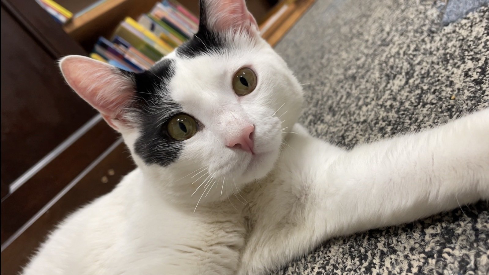 Petition · Show your support for Lock City Books Read With Rescues ...