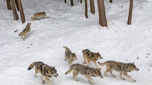 Petition · Say NO to killing 90% of wolves in Idaho - United States ...