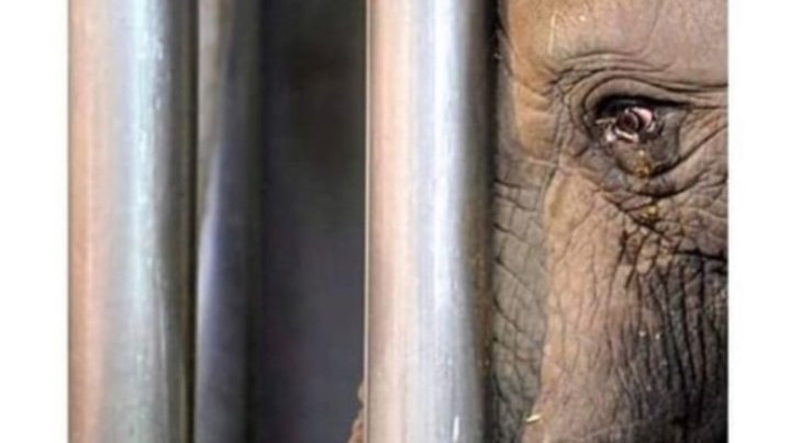 Petition · Banning Zoo Culture - India · Change.org