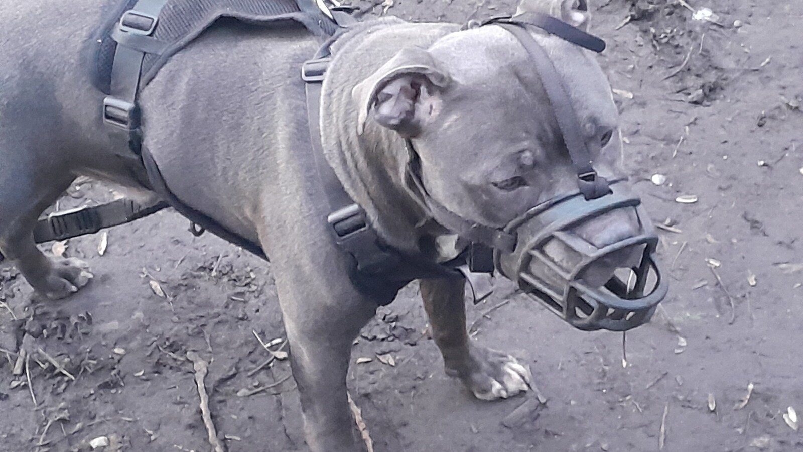 Petition · Release Ralphie, the Misunderstood Dog, from Police Kennels ...