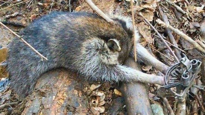 Petition · Keep inhumane leg hold traps illegal in N.J. - United States ...