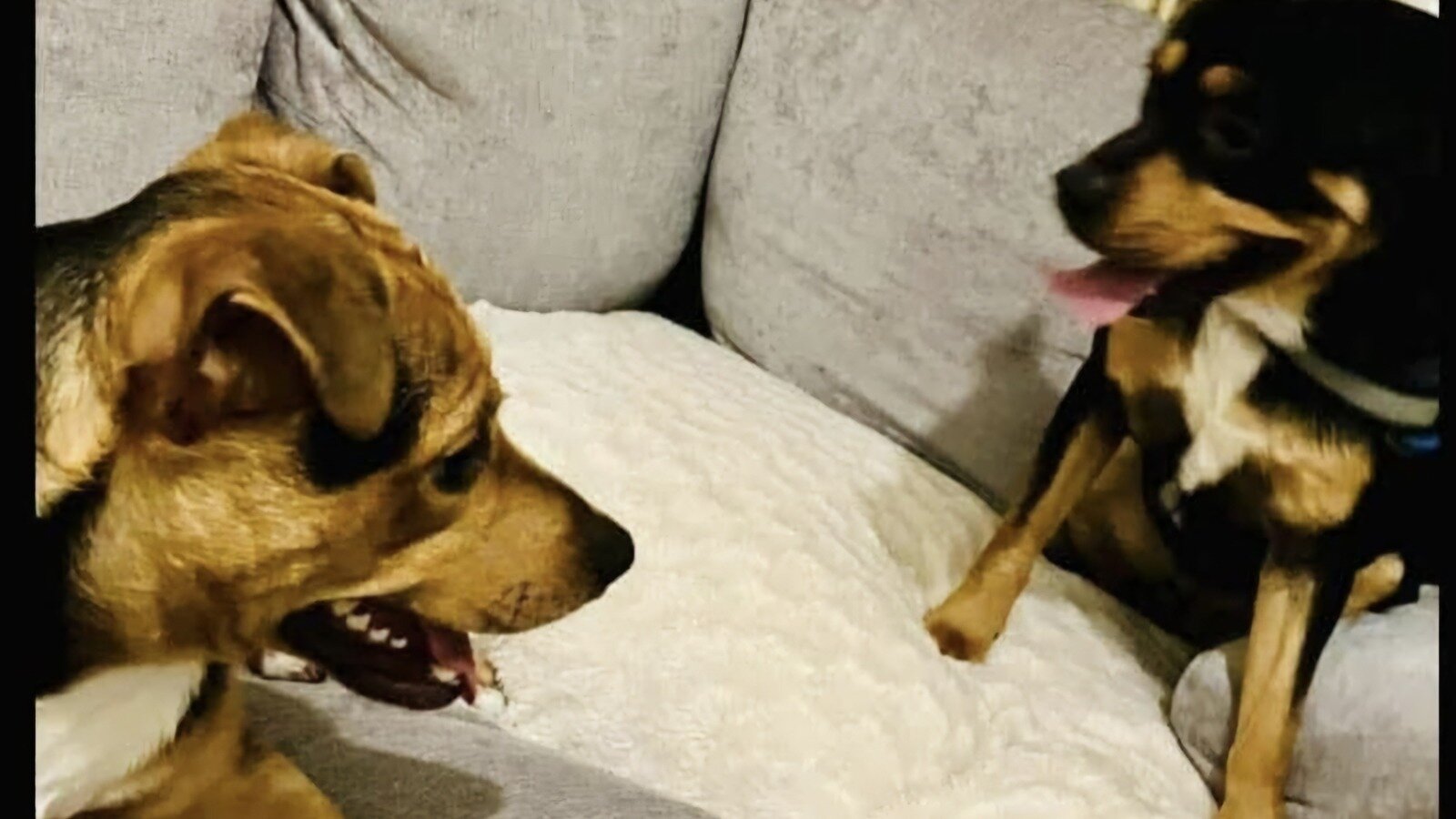 Petition · Demand justice for two dogs left to die - United Kingdom ...