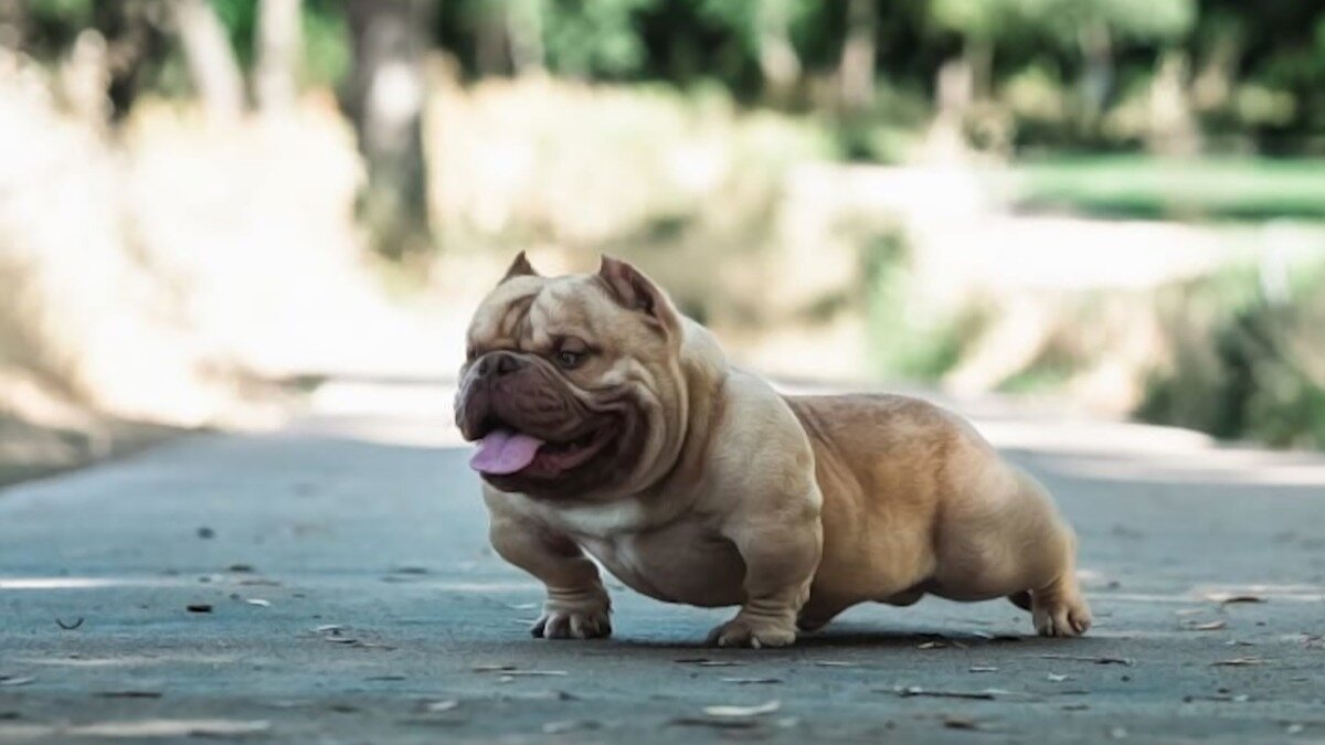 Petition · Ban the Breeding of Micro Bullies Due to Inhumane Health ...