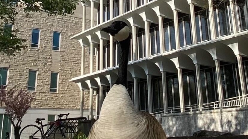 Petition · Remove the Bird-B-Gone machine from the Irwin Goose Library ...