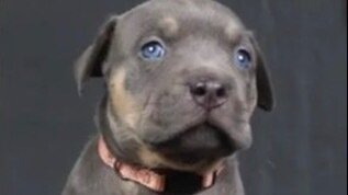 Petition · Save innocent dogs - United Kingdom · Change.org