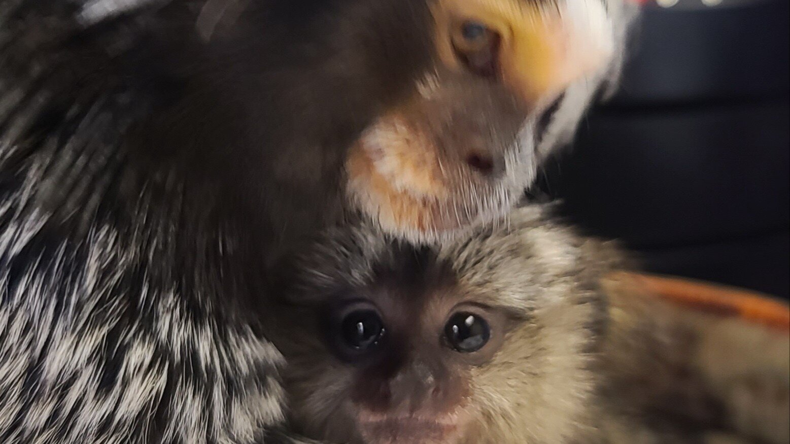 Petition · Say No to Captive Primate Safety Act - United States ...