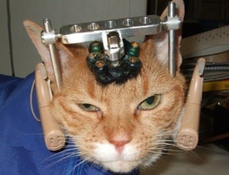 Petition · University of Wisconsin-Madison: Stop the cruel and ...