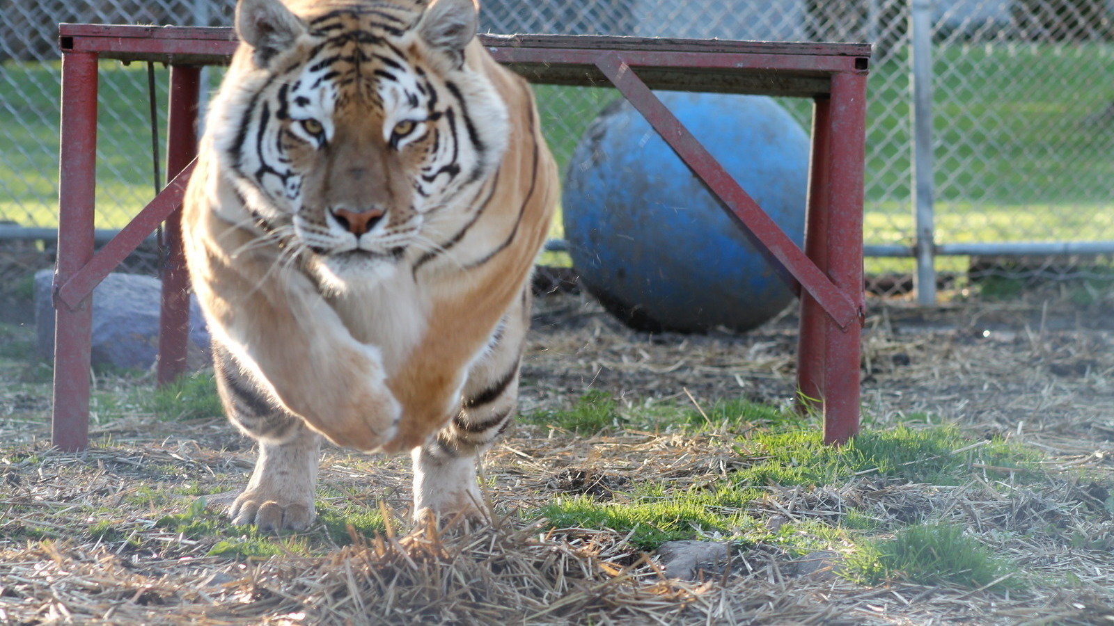 Petition · Governor of Ohio: return the animals to TIGERRIDGE - United ...