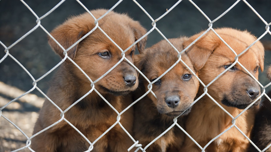Petition · Help the RSPCA ban Puppy Farms - Australia · Change.org