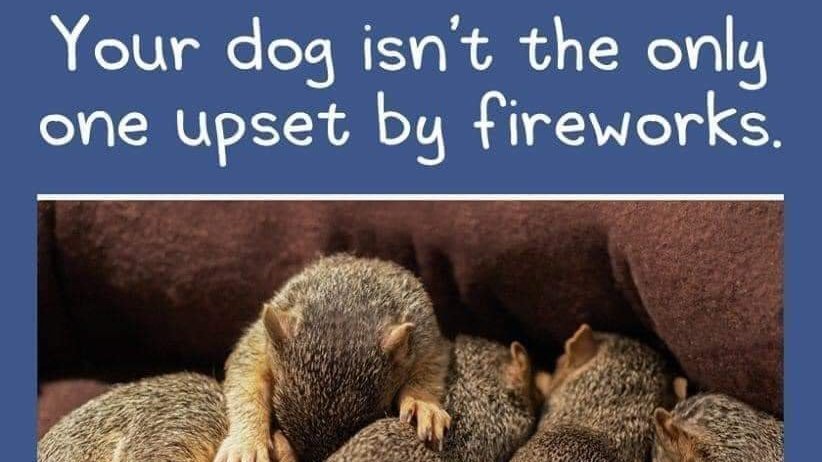 Petition · Banish Fireworks - United States · Change.org