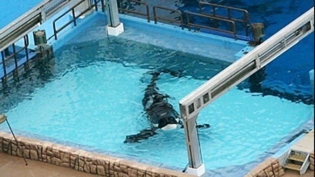 Petition · For SeaWorld to stop using animals and release all of the ...