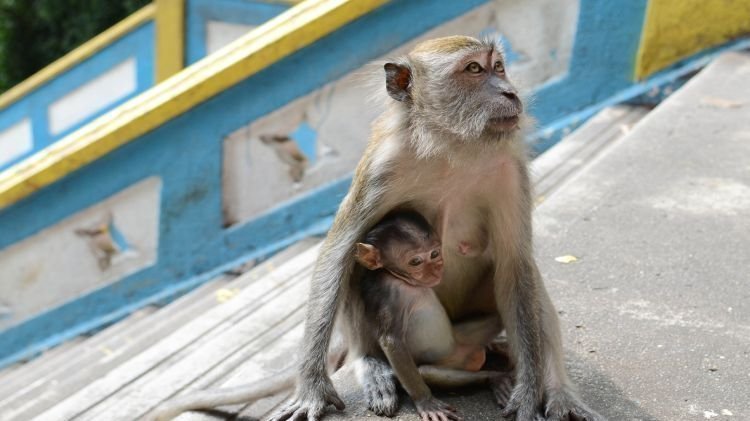 Petition · Save Our Monkeys - Malaysia · Change.org