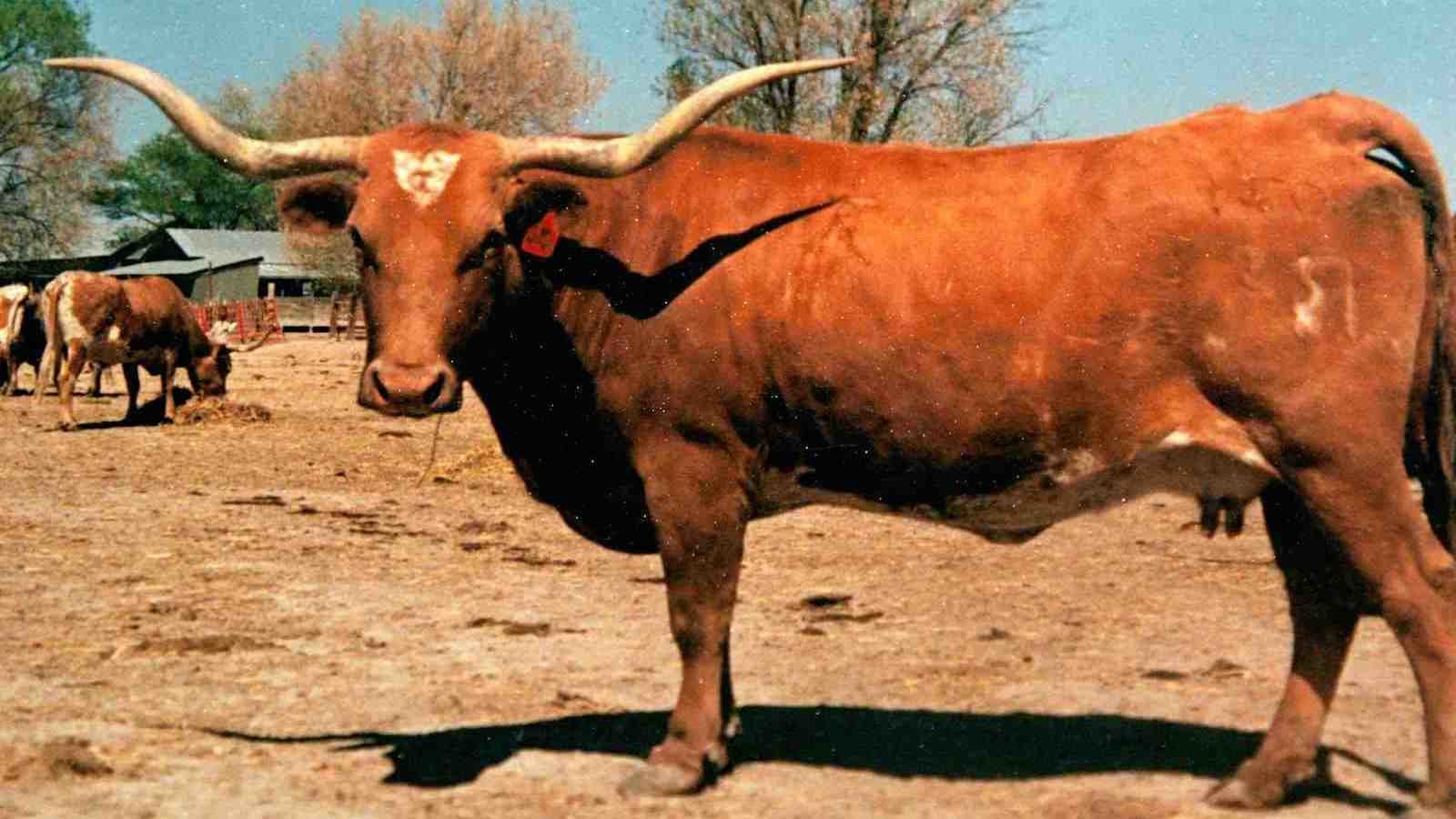 Petition · By Funding the Israel Longhorn project at http ...