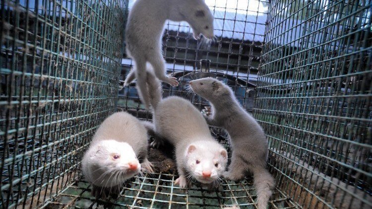 Petition update · PETA urging Irish Government to immediately ban cruel ...