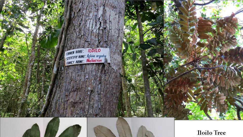 Petition · Plant the Iloilo Tree and other native trees in the ...