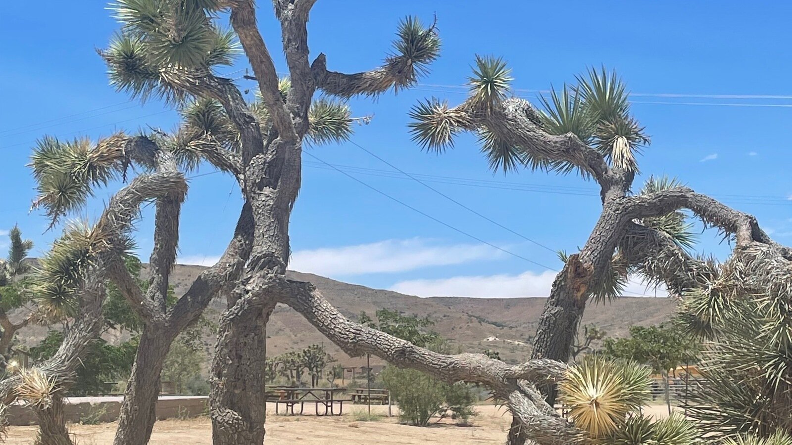 Petition · Petition to Protect the Morongo Valley & Joshua Tree Region ...