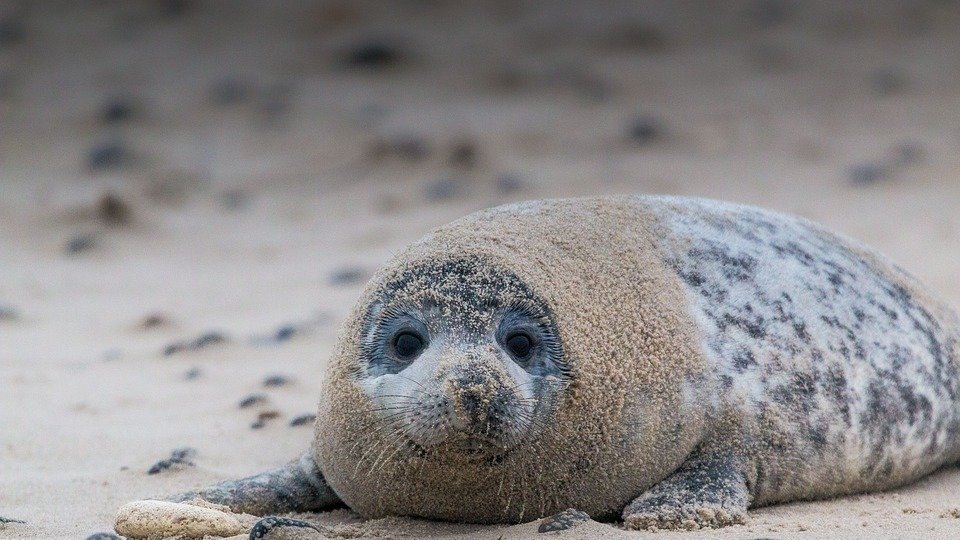 Petition · Help Protect Seals! - United States · Change.org