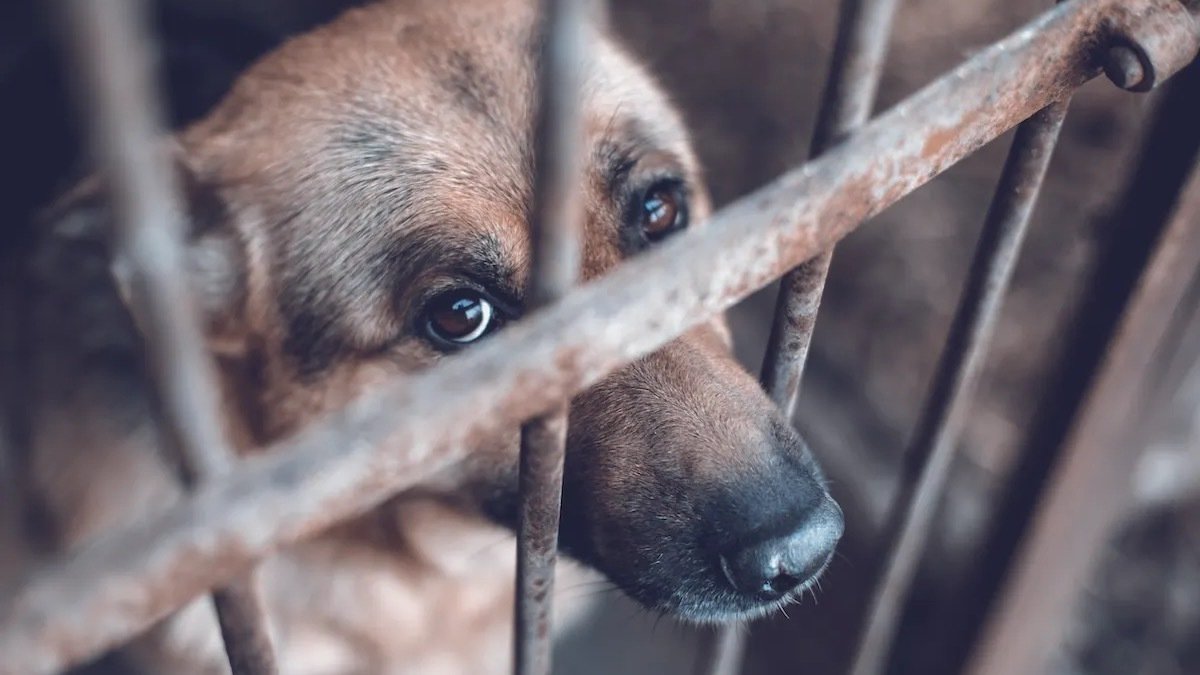 Petition · STOP THE INHUMANE ABUSE OF ANIMALS - United States · Change.org
