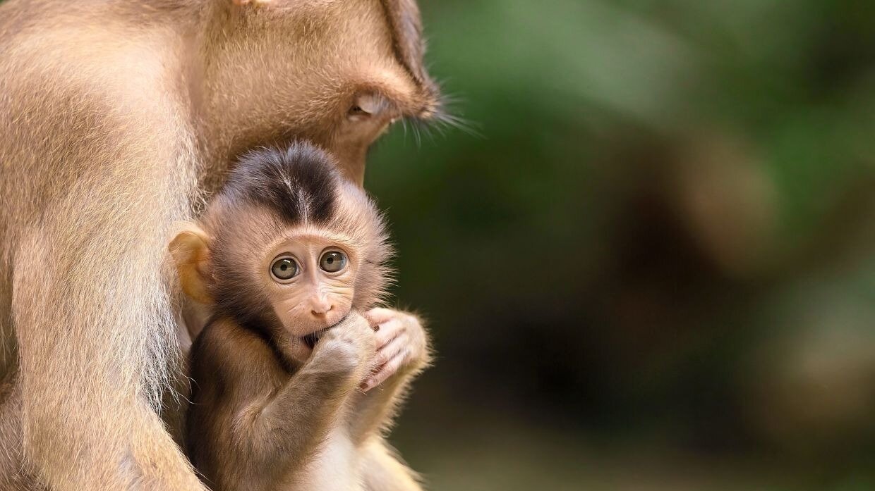 Petition · Save Bukit Kiara from Unnecessary Development - Kuala Lumpur ...