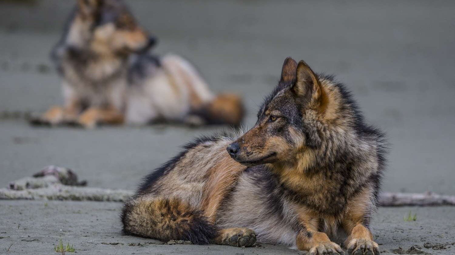 Petition · Save the sea wolves, stop trophy hunting in B . C. - United ...