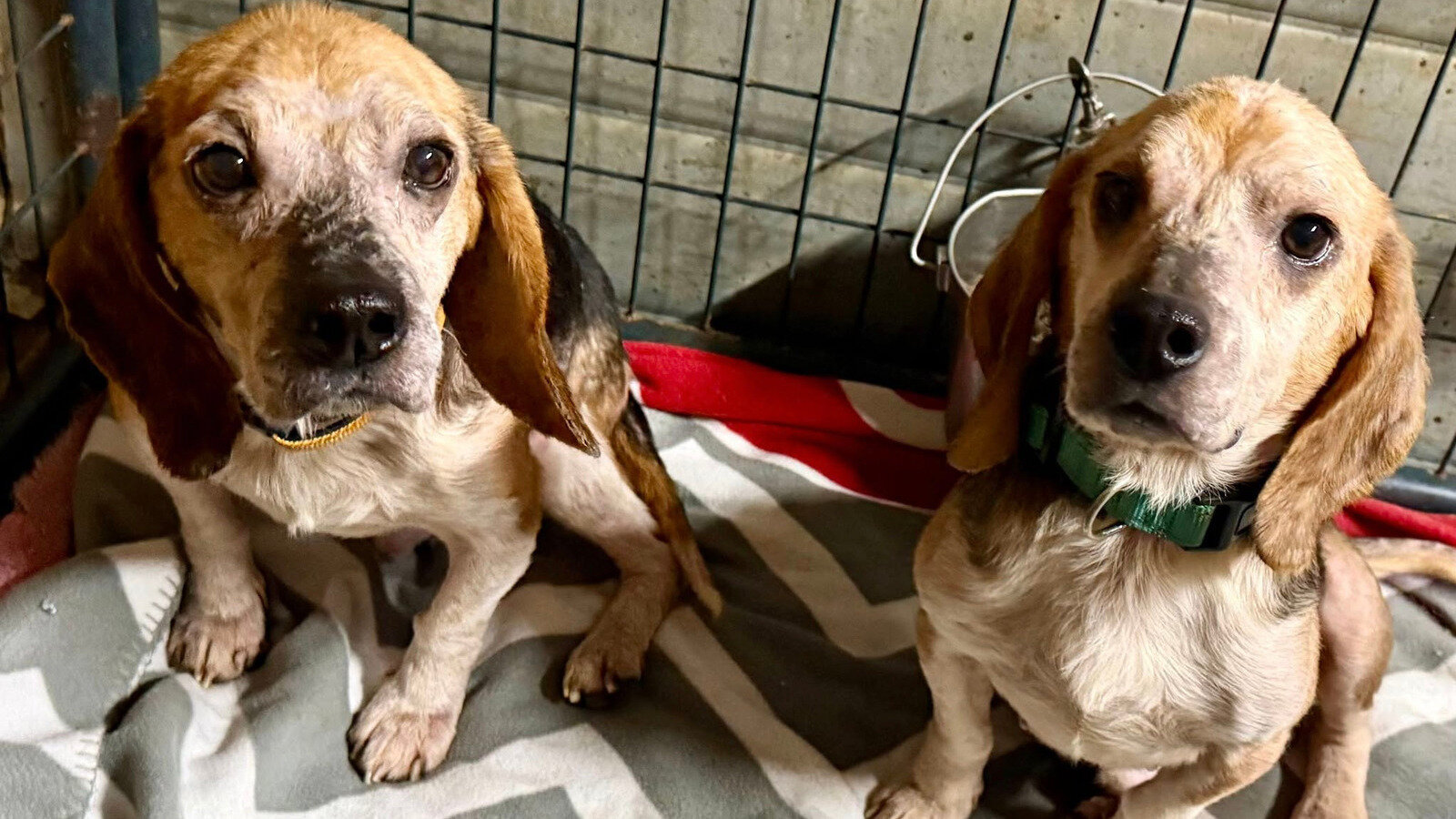 Petition · Implement Required Dog Licensing and Establishment of Animal ...