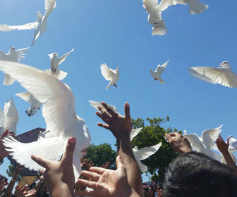Petition · Make dove releasing illegal - United States · Change.org