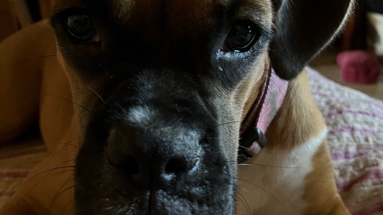 Petition · Mandate Adoption and No-Kill Shelters: Stop Animal ...